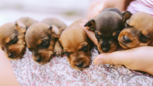 Why You Should Start a Dog Breeding Business | Pet Biz Marketer